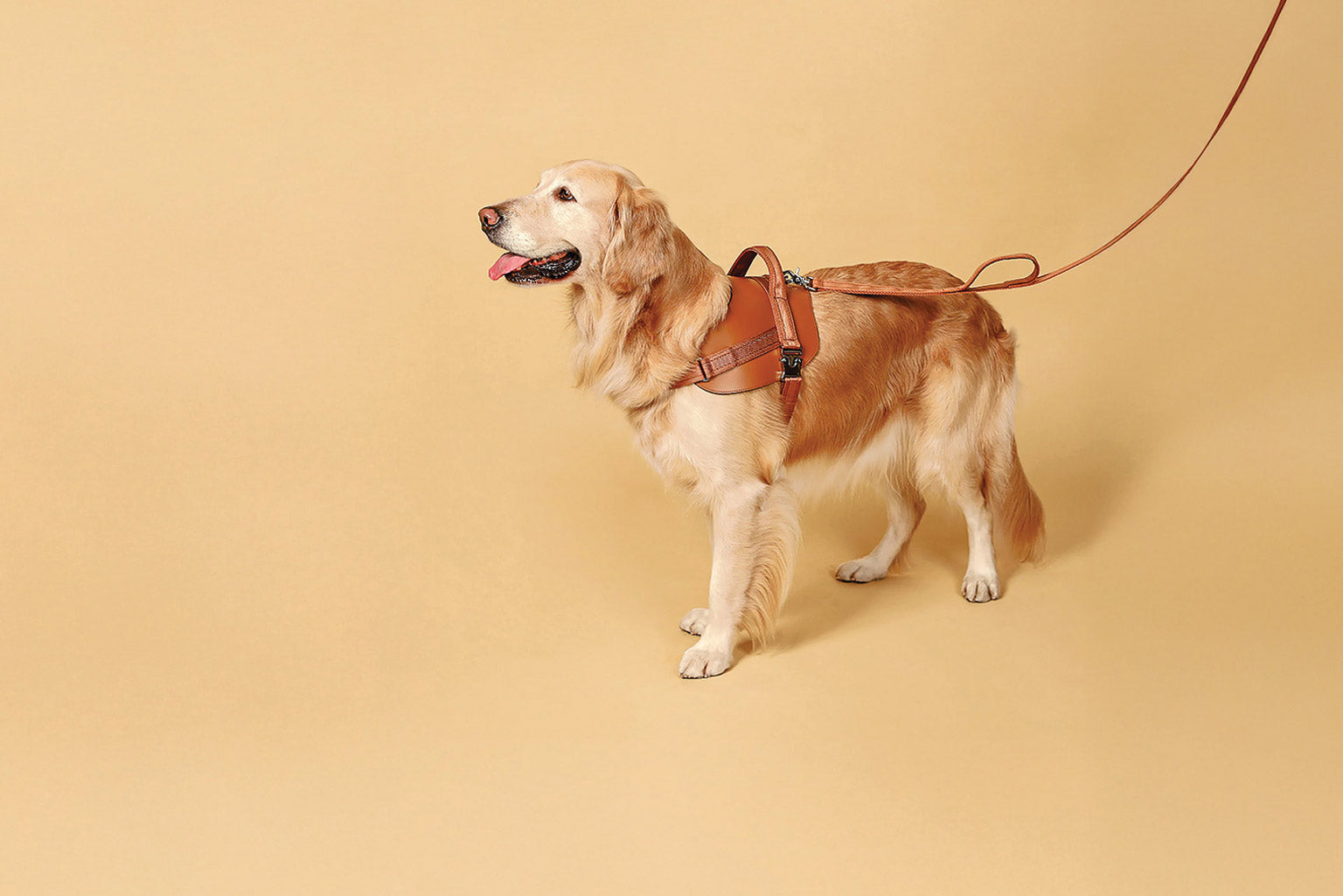 The Dog Bar - Boutique Pet Store in Miami