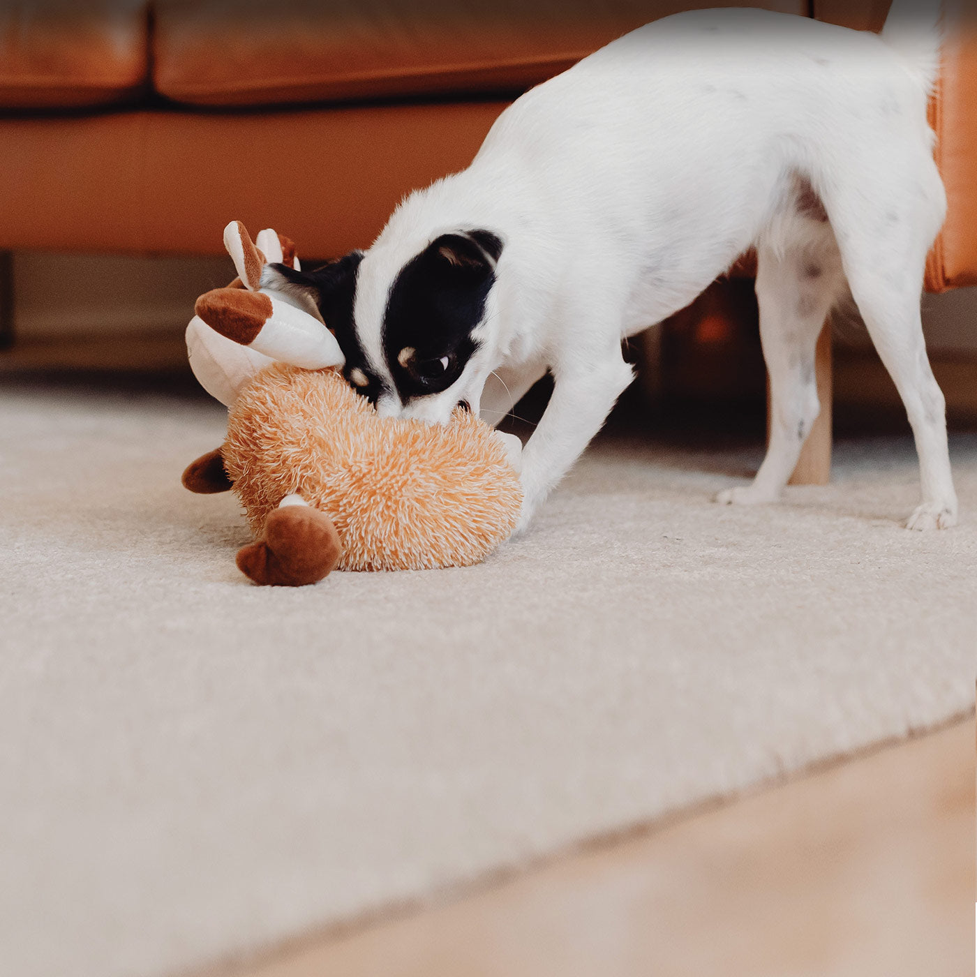 The Dog Bar - Boutique Pet Store in Miami