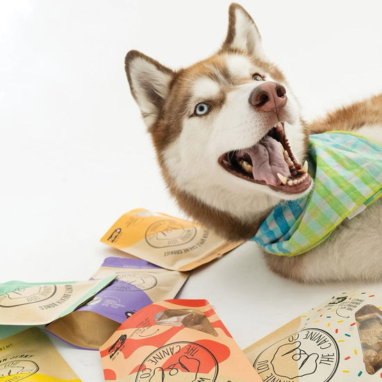 The Dog Bar - Boutique Pet Store in Miami